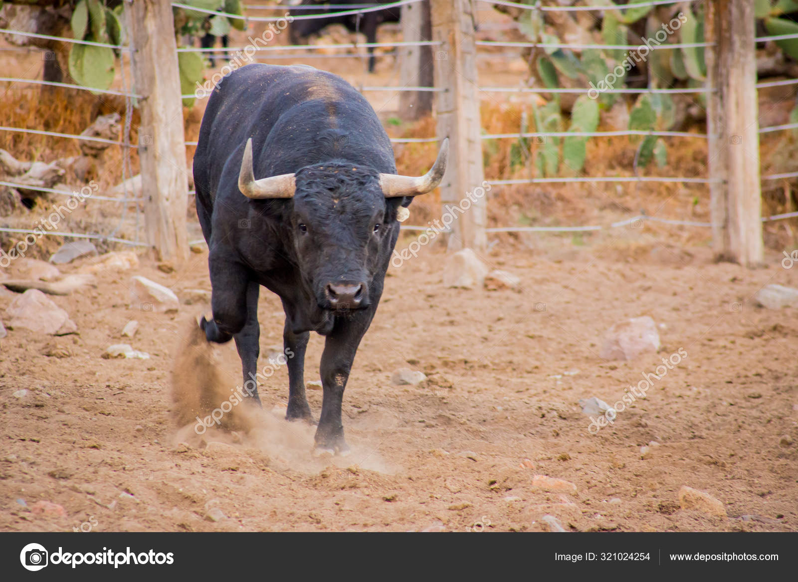 Toros en un rancho ganadero en México: fotografía de stock © mardzpe ...