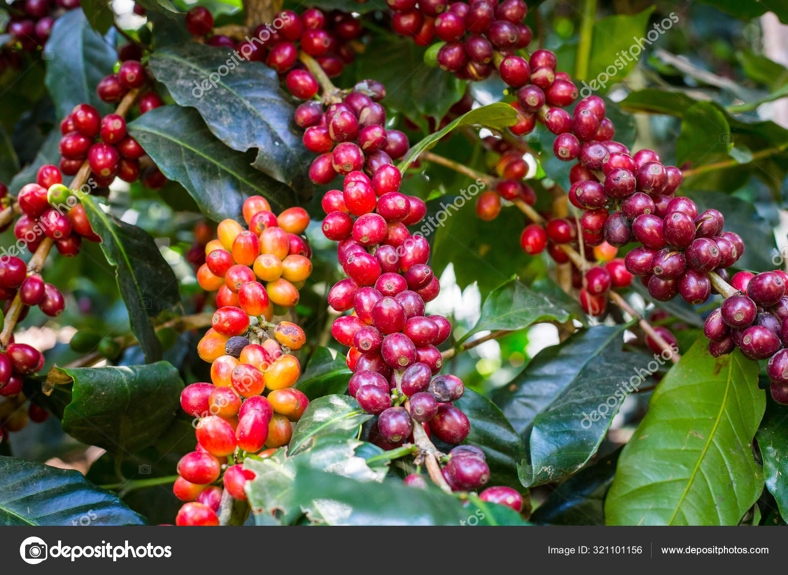 Raw Coffee beans on trees Stock Photo by ©mardzpe 321101156 Raw Coffee beans on trees Stock Photo by ©mardzpe 321101156