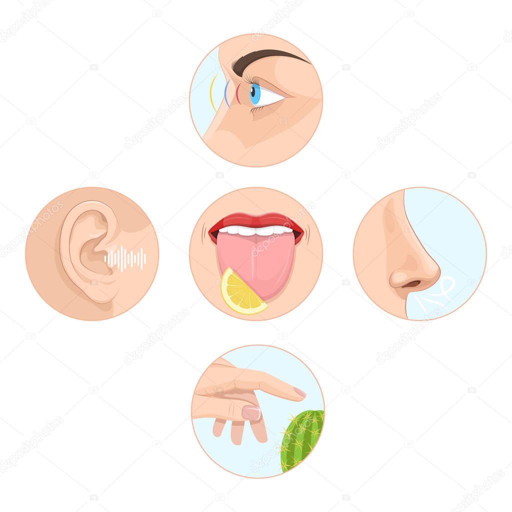 Conjunto de cinco sentidos hombre. Anatomía, órganos humanos. 2024