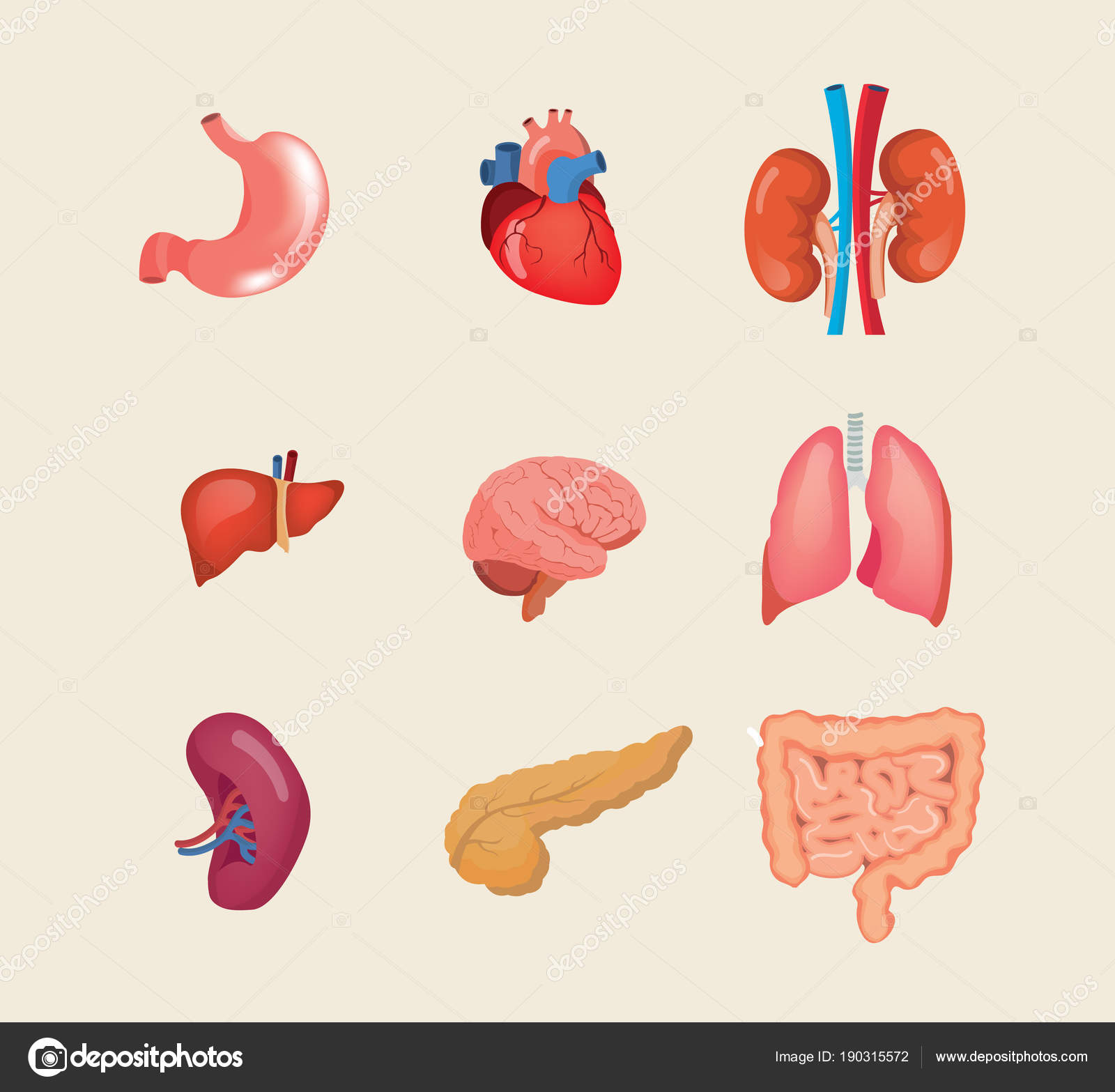 Sæt realistiske menneskelige organer. Anatomi krop, biologi, struktur ...