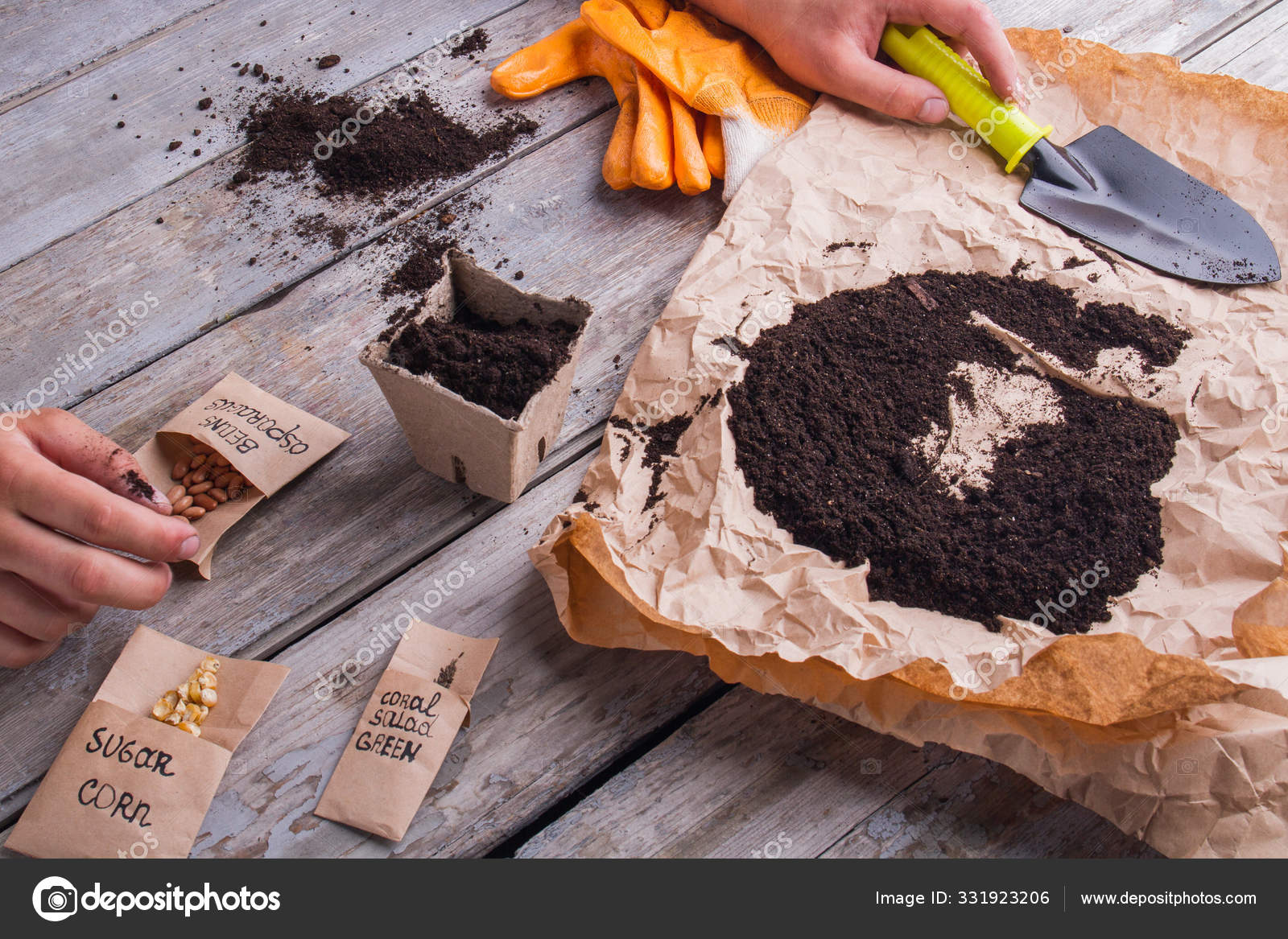 Seeding and sowing beans in a pot. Stock Photo by ©Denisfilm 331923206