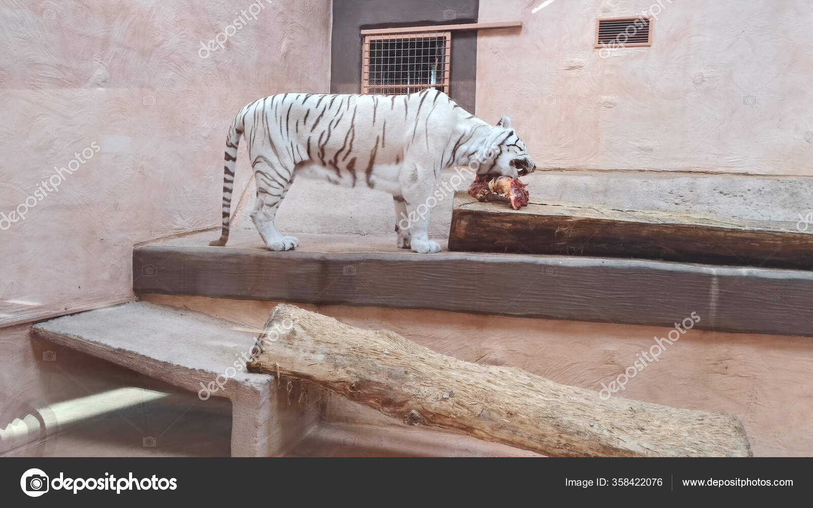 White Tigers Eating Meat