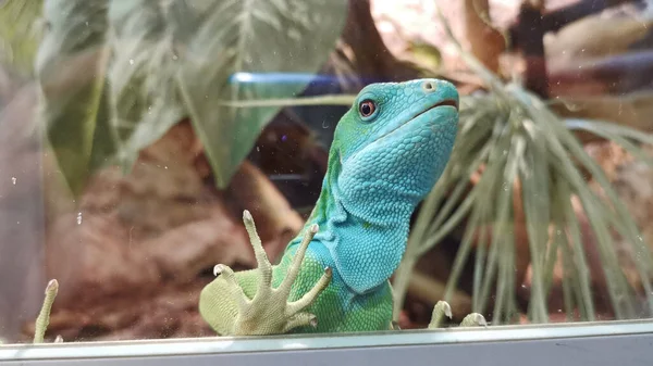 Sad lizard Stock Photos, Royalty Free Sad lizard Images | Depositphotos