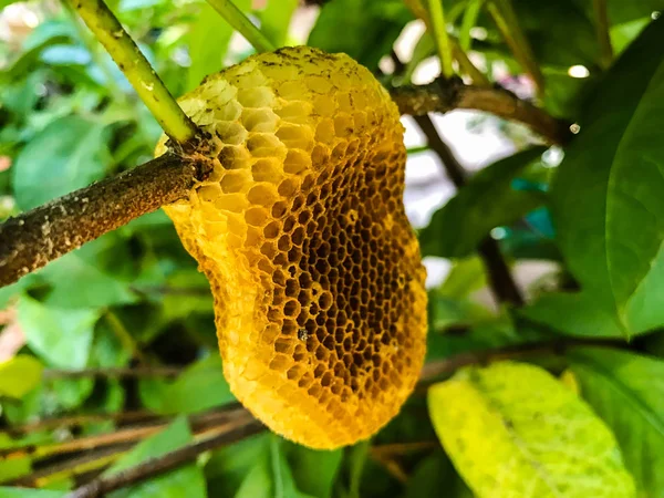 Honeycomb on tree branch — Stock Photo © madozi #148946135