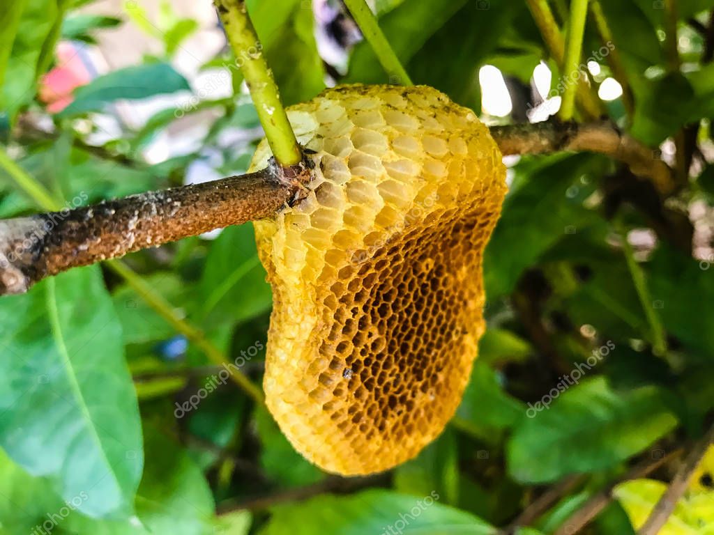 Panal de abeja en rama de árbol 2023
