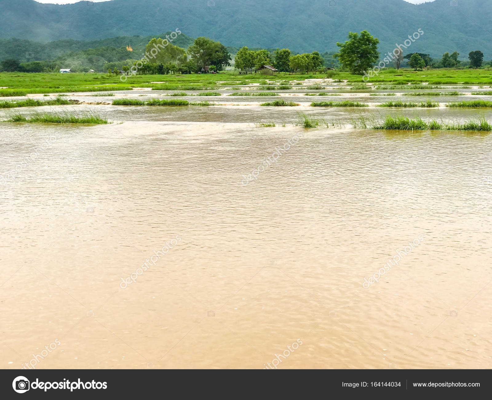 Agriculture Rice field flooded damage after heavy rain — Stock Photo ...