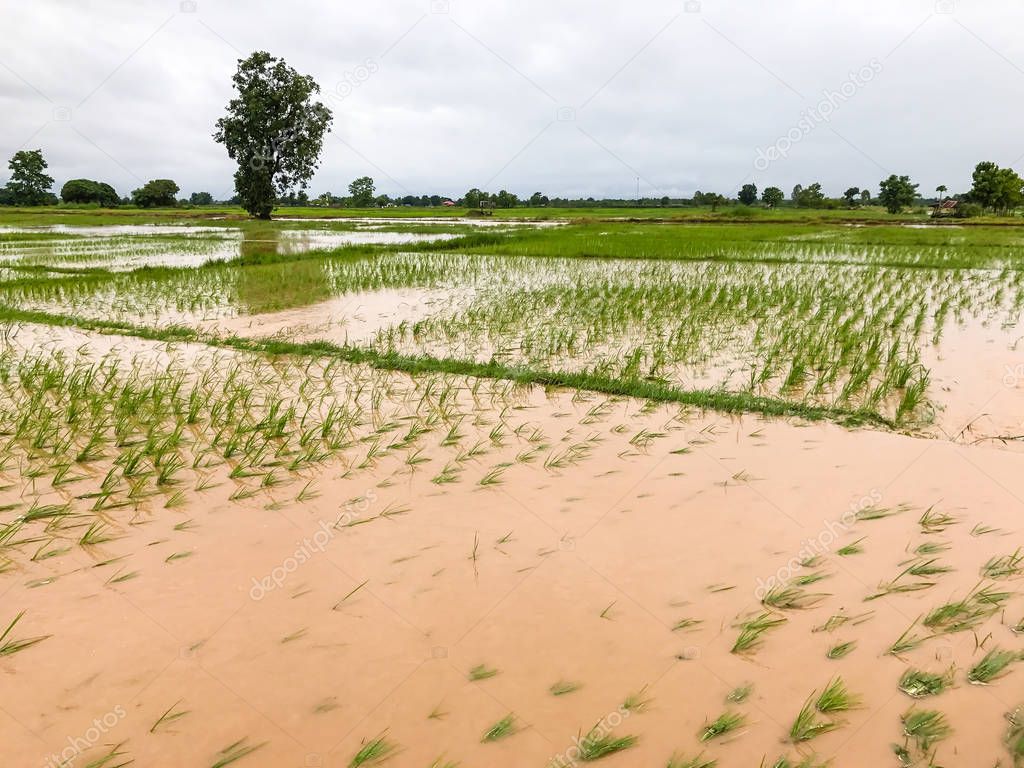 Agriculture Rice field flooded damage after heavy rain — Stock Photo ...