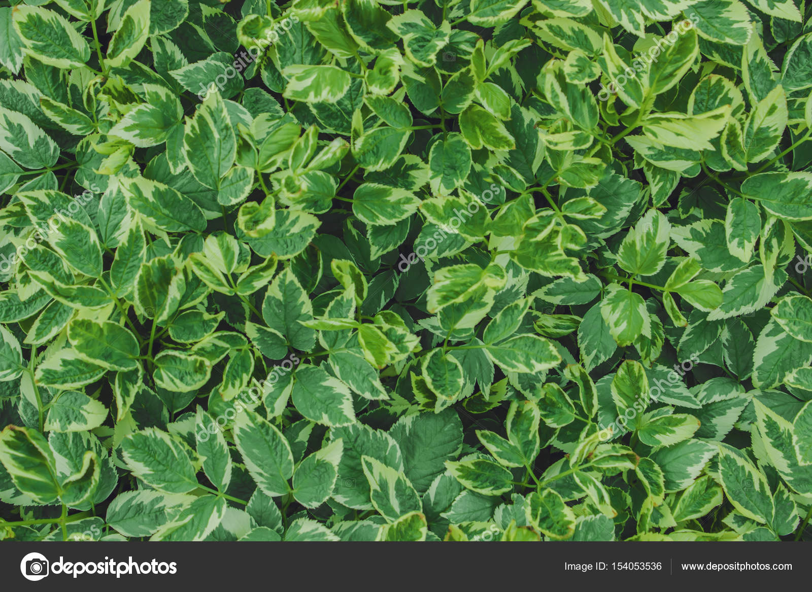 Green sheet texture. Leaf texture background. Selective focus. Stock ...