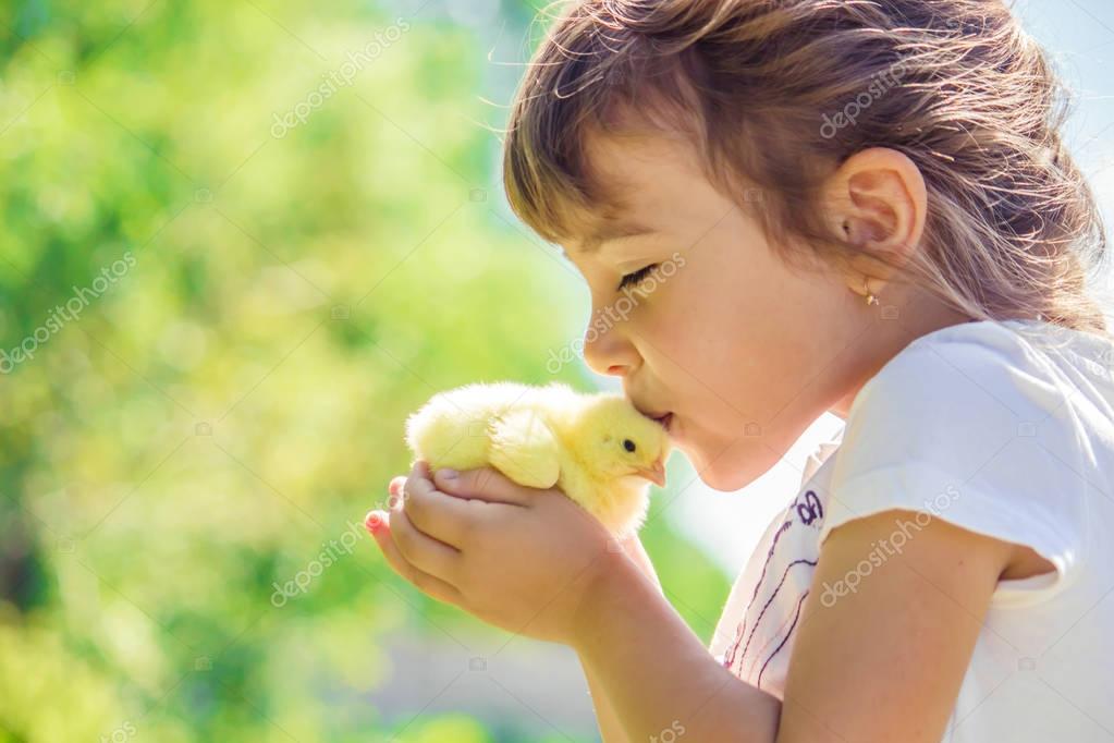 El ni o tiene un pollo en sus manos. La chica y el p jaro. Enfoque ...