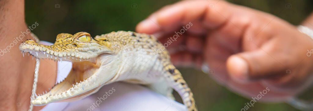 Crocodile on the hands Stock Photos, Royalty Free Crocodile on the ...