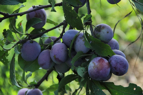 ripe plum on the branch of a plum tree - Stock Image - Everypixel