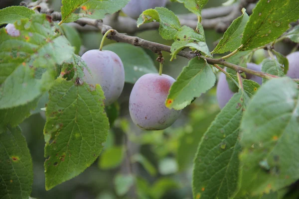 Plum tree Stock Photos, Royalty Free Plum tree Images | Depositphotos