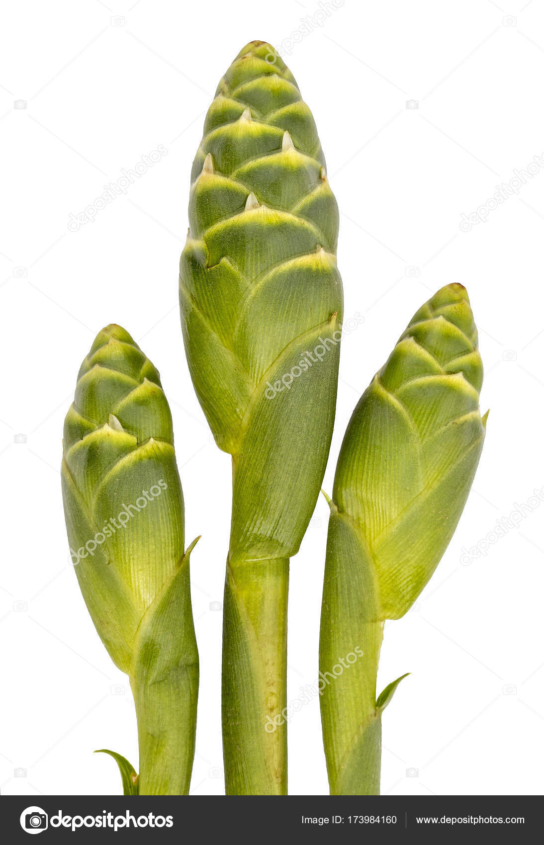 Zingiber Officinale Flower