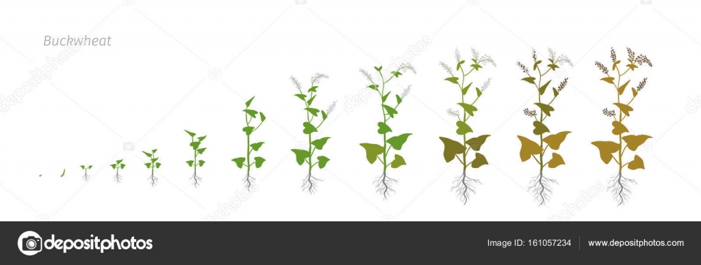 Buckwheat Fagopyrum Polygonaceae Growth stages vector illustration ...