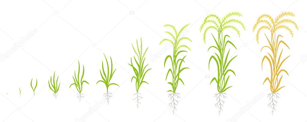 Growth stages of rice plant. The life cycle agriculture. Rice increase ...