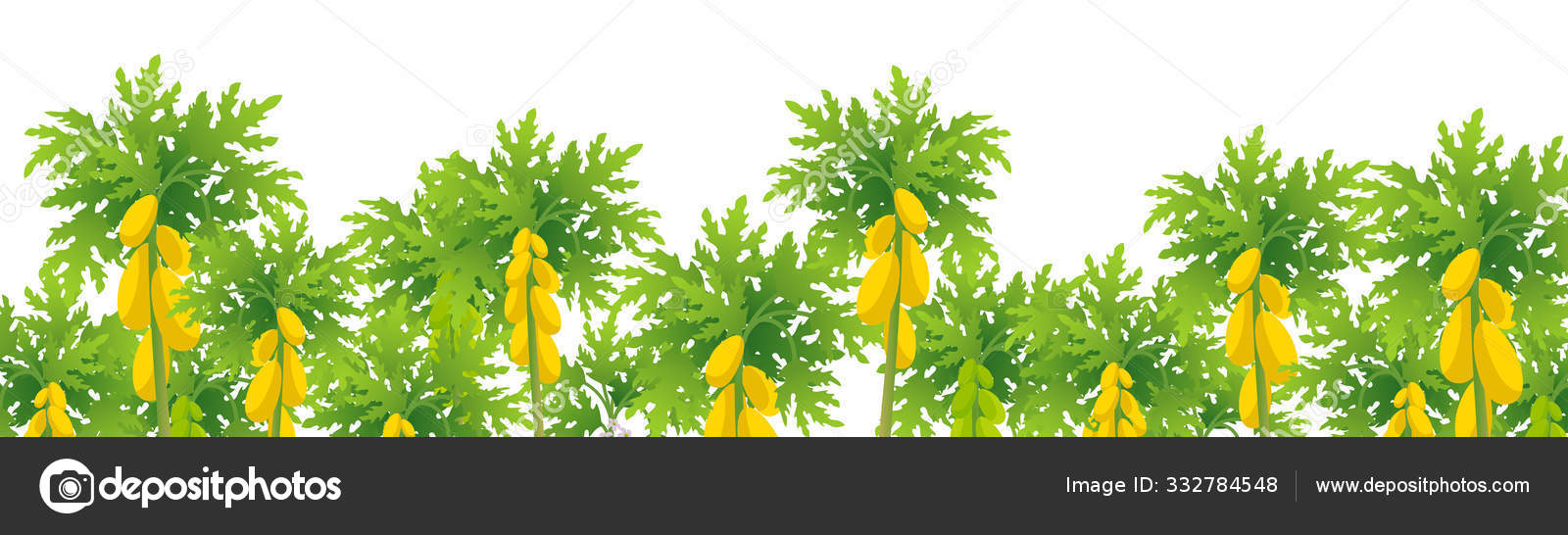 Papaya tree. Papaw plantation plant. Large yellow papaya fruits on a ...