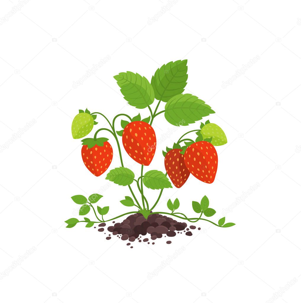 Planta de arbusto de fresa de jardín con grandes bayas rojas maduras ...