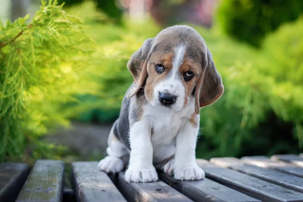 Beagle puppies sit on a bench in a green pack - Stock Image - Everypixel