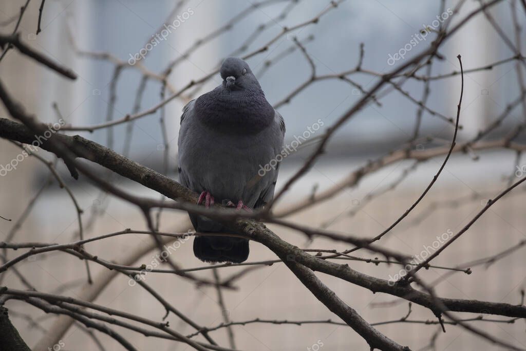 Paloma sentada en una rama de árbol en la ciudad. Aves 2023