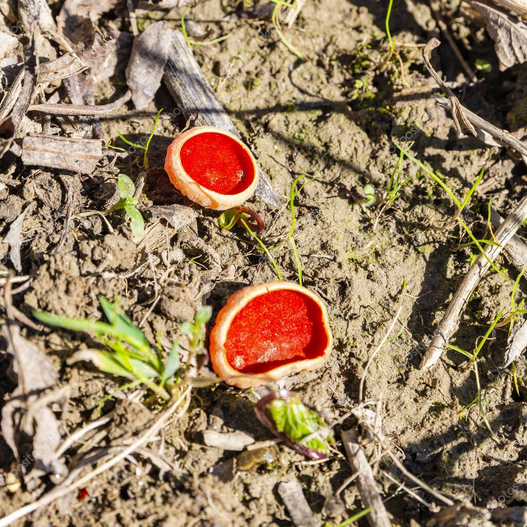 Sarcoscypha sp. es un género de hongos ascomicetos de la familia ...