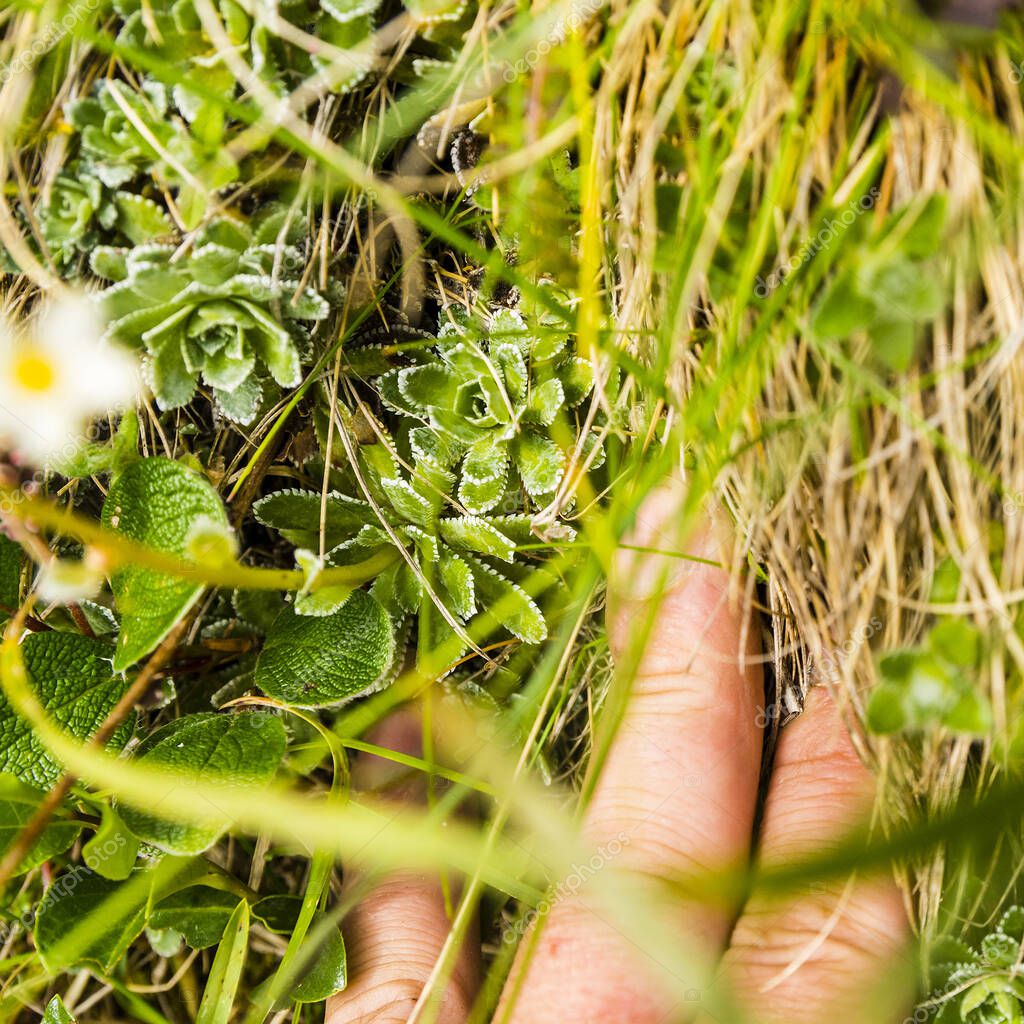 Hierba seca sostenida por la mano de un botánico para mostrar las hojas ...