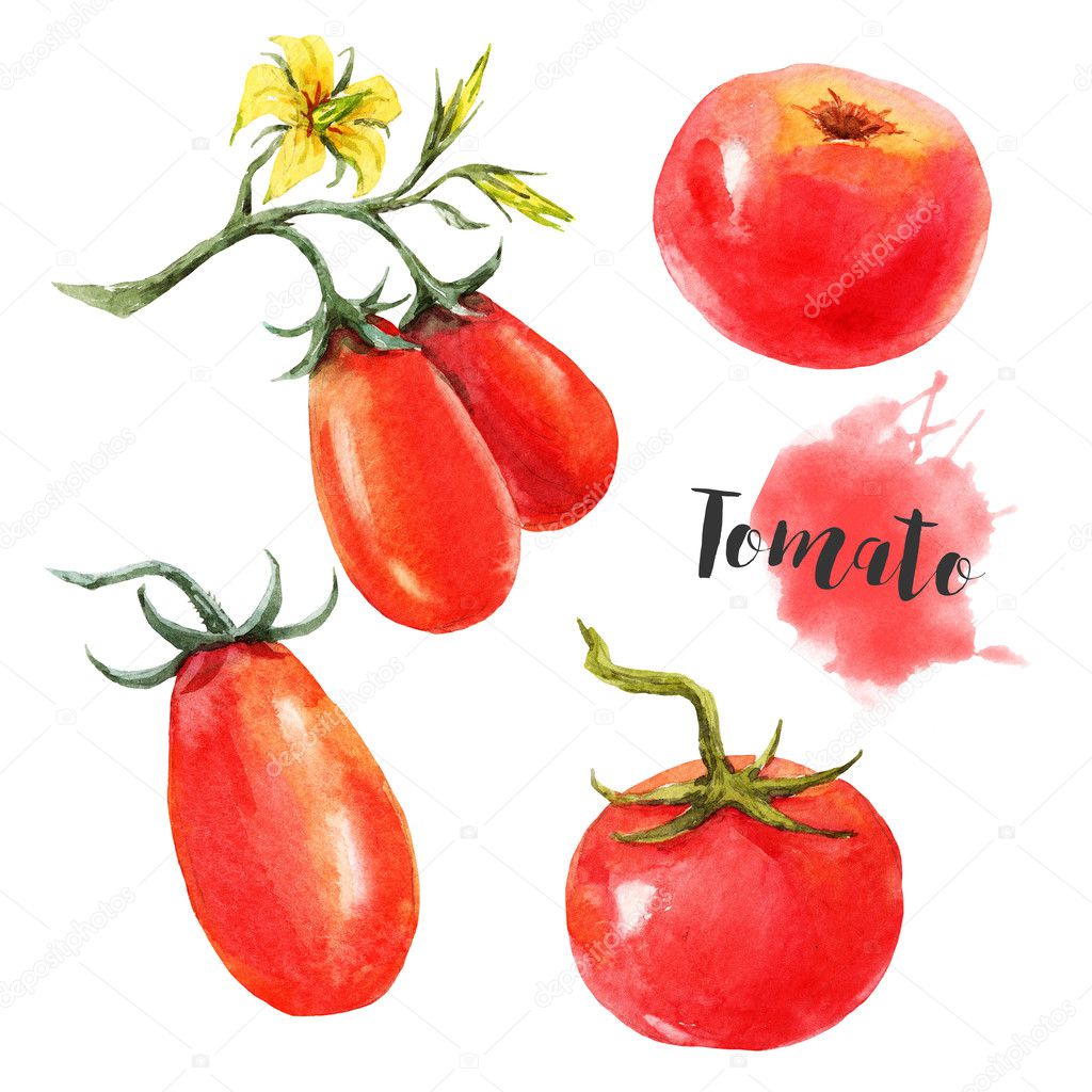 Watercolor tomato set Stock Illustration by ©ZeninaAsya #124981868