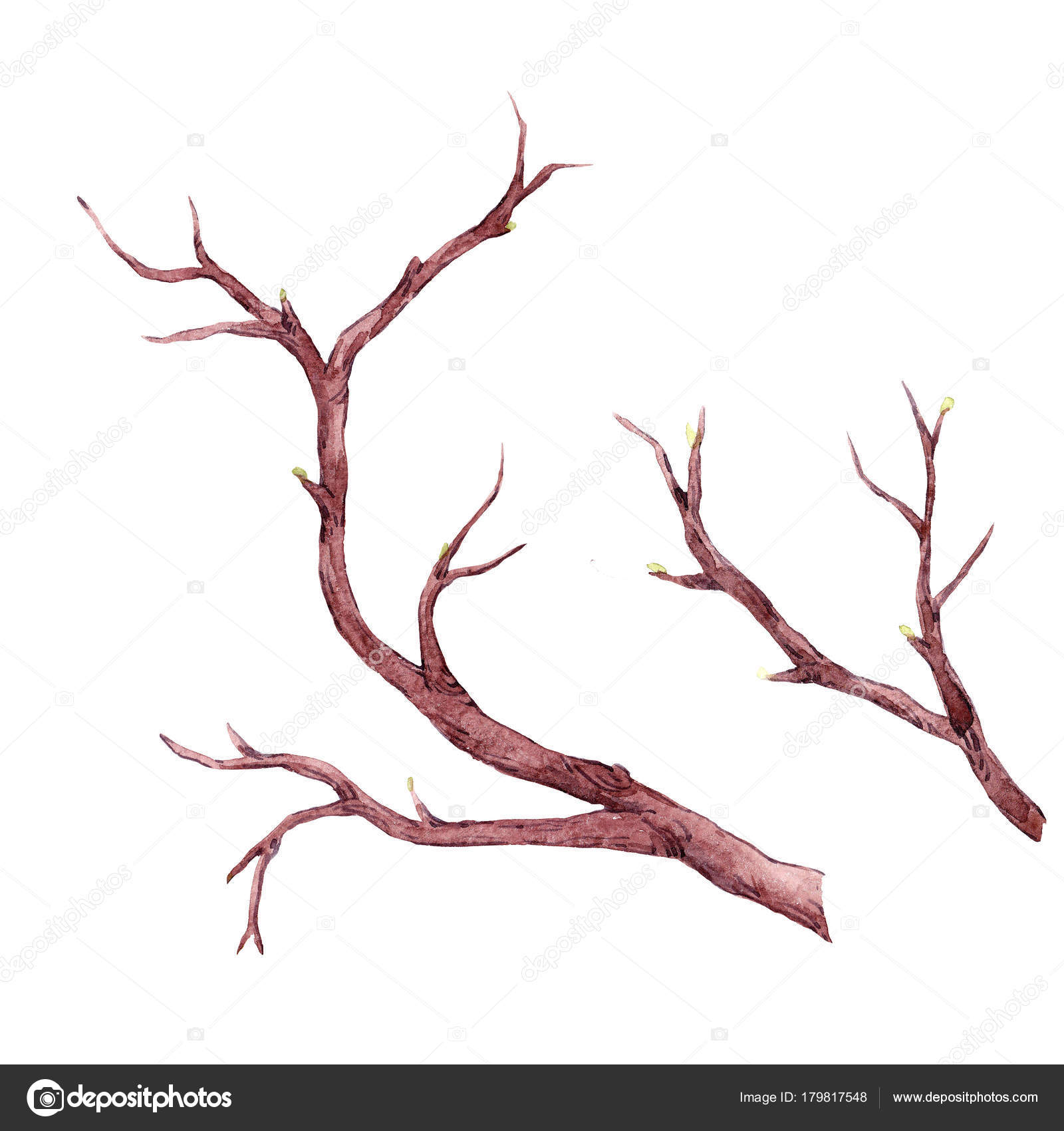 Watercolor Tree Trunk