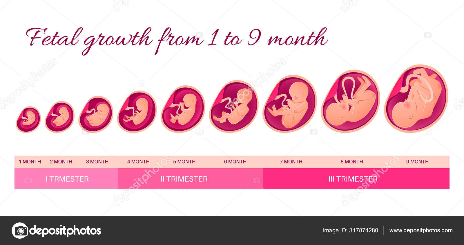 Infographies de développement embryonnaire. Grossesse, développement du ...