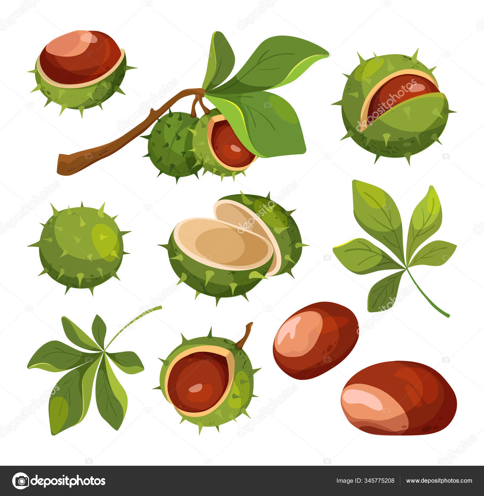 Set of cartoon chestnuts, leaves and peels, vector illustration. Stock ...