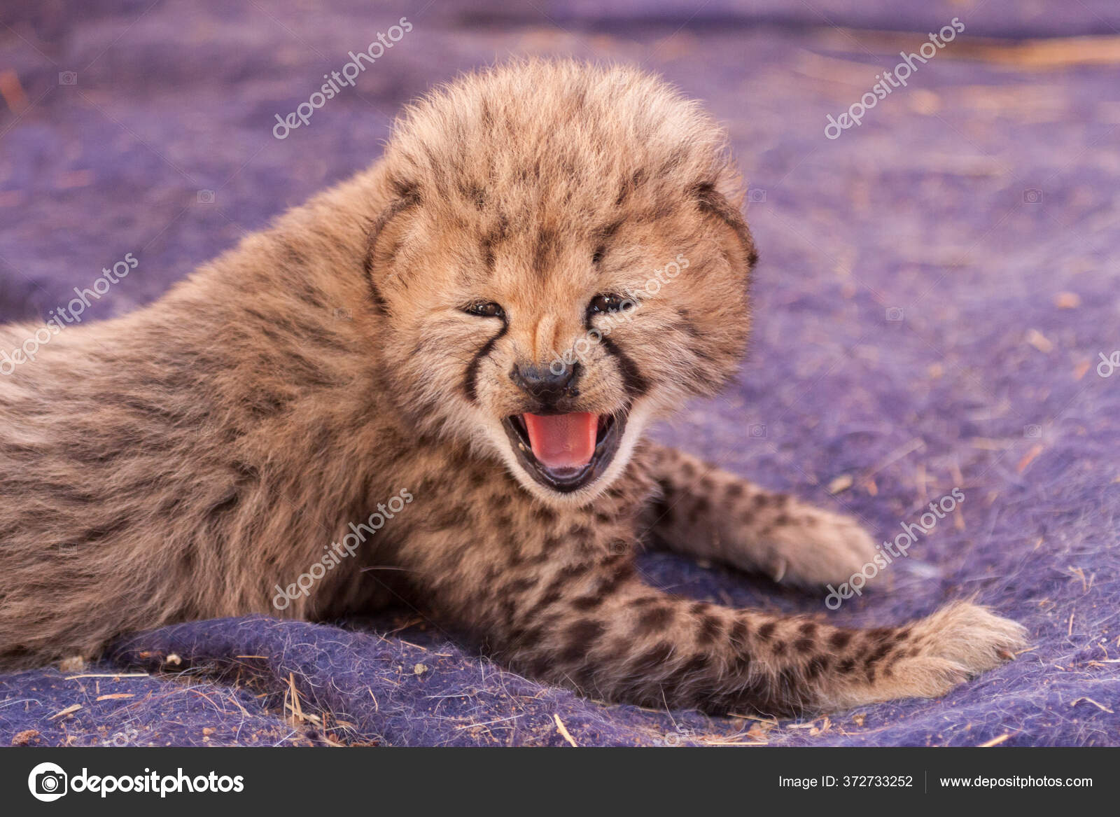 Smiling Baby Cheetah