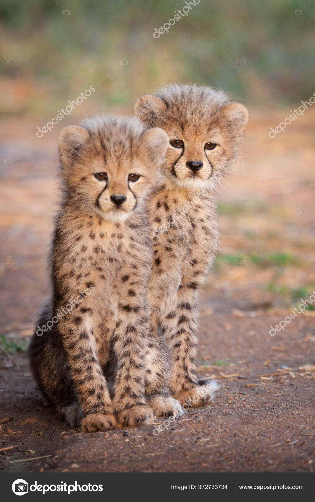 Foto Cuccioli Di Ghepardo Clipart