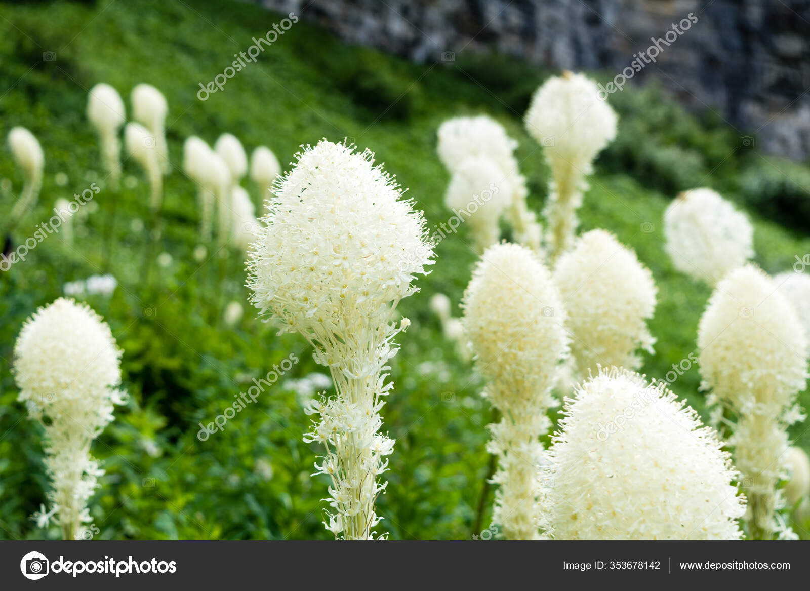 Bear Grass Alpine