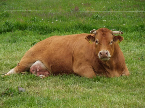 Vaca relajada Stock Photos, Royalty Free Vaca relajada Images ...