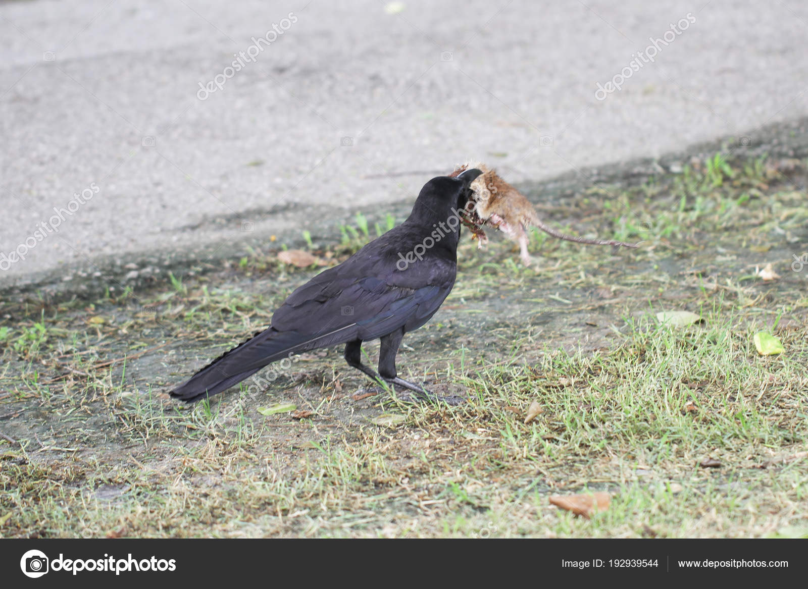 Wild Crow Raven Eat Rat Grass Middle National Park — Stock Photo ...