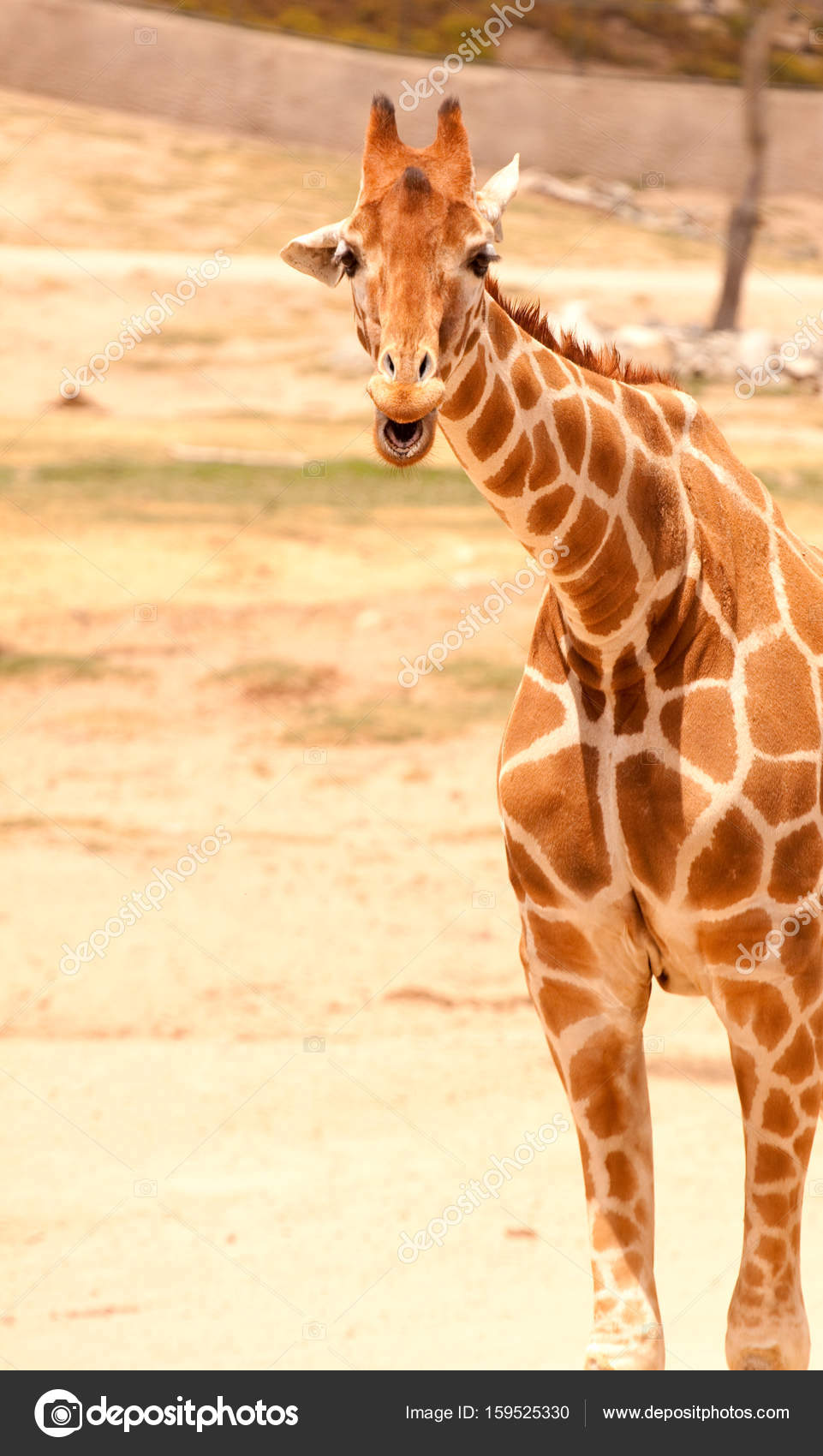 Giraffe Laughing