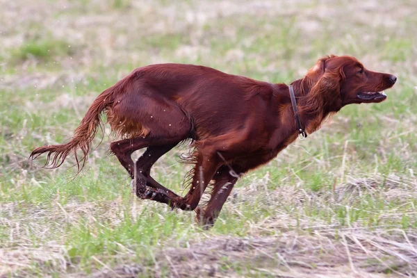 Hunting dog running on the meadow — Stock Photo © RodimovPavel #172675120