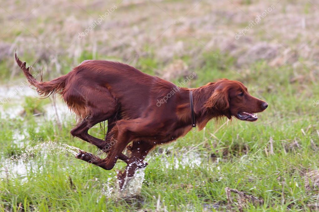 Hunting dog running on the meadow — Stock Photo © RodimovPavel #172675120