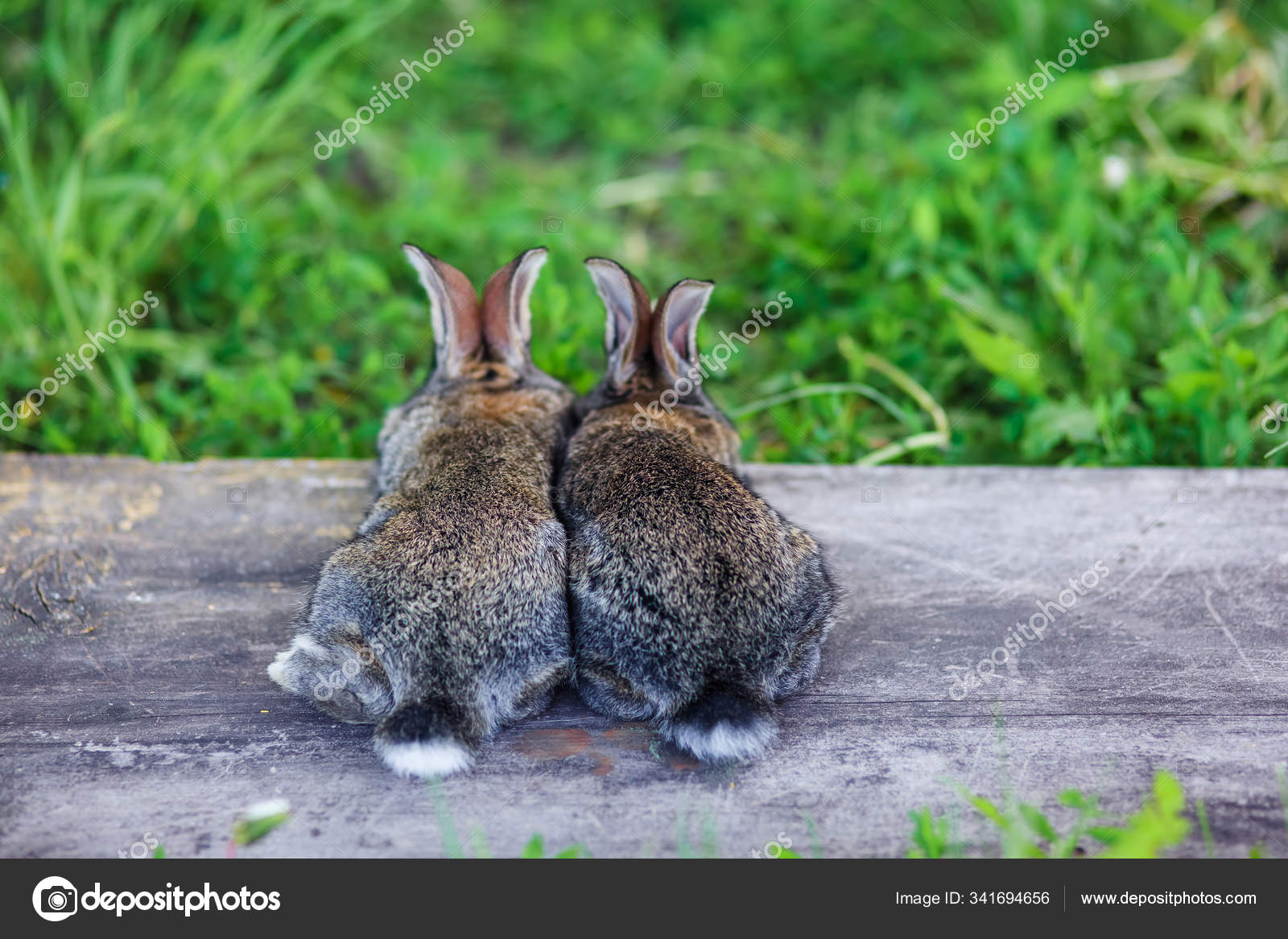 Two Little Rabbits Back View — Stock Photo © DarynaL #341694656 Two Little Rabbits Back View — Stock Photo © DarynaL #341694656