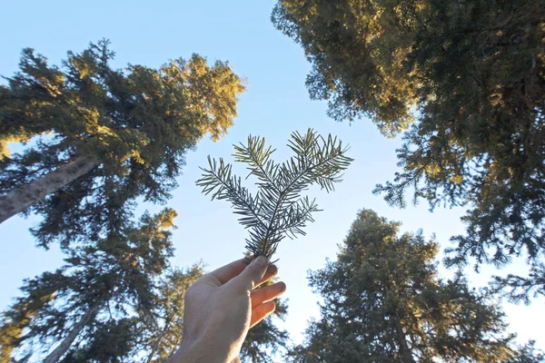 Human pine Images - Search Images on Everypixel