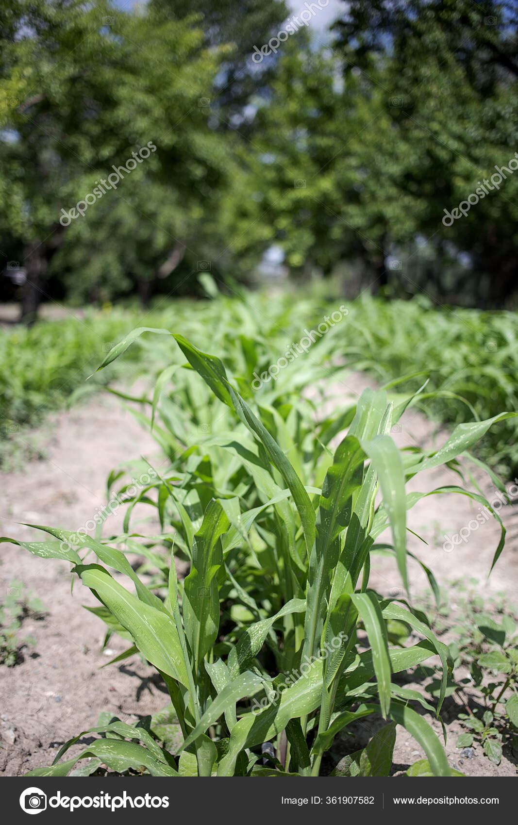 Planting Corn Field Seedlings — Stock Photo © feyyazalacam33 #361907582