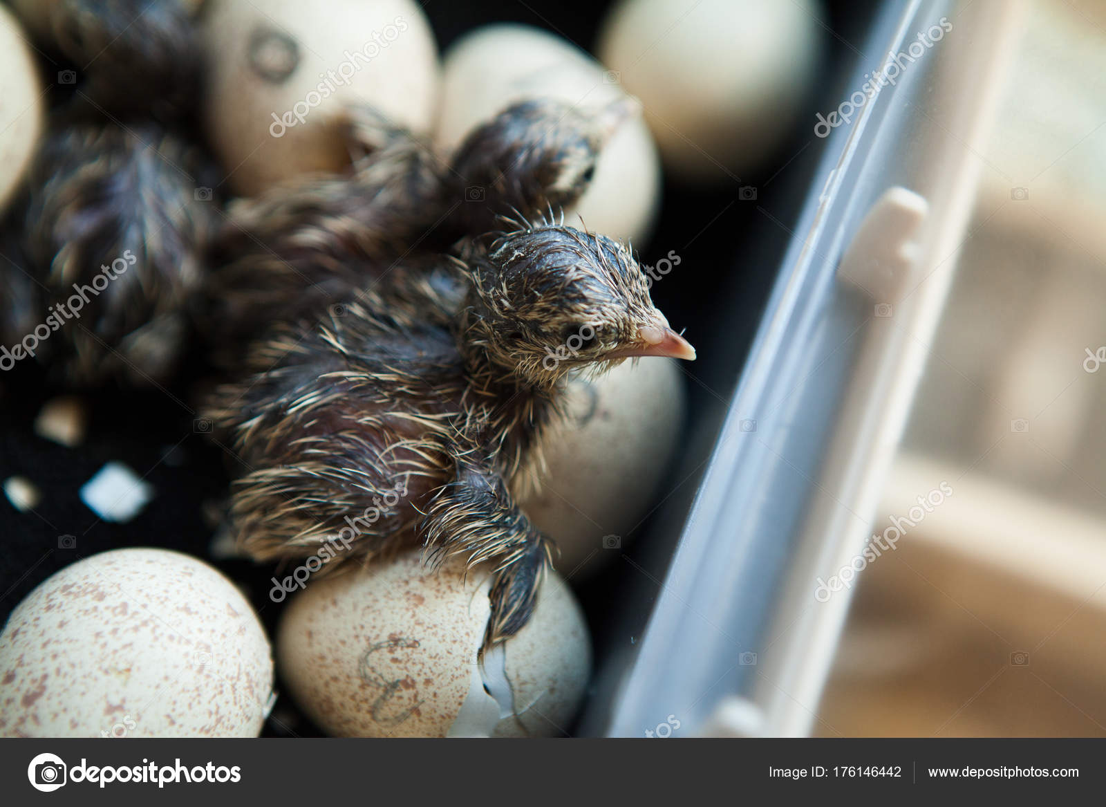Chukar Eggs