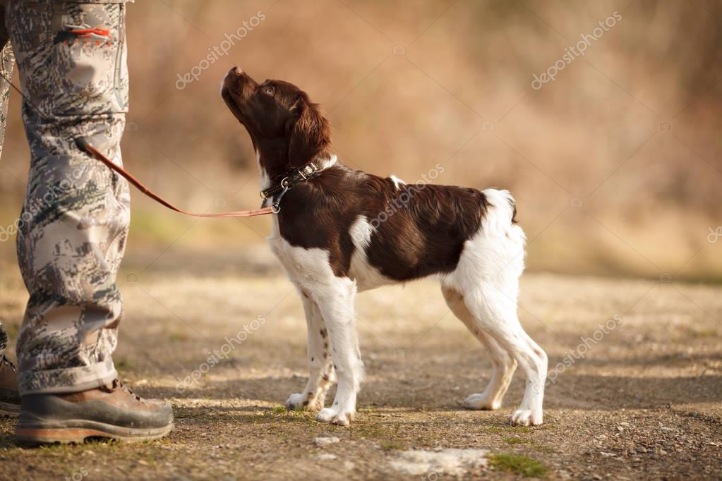 Hunting dog epagneul breton on the hunt in a beautiful forest — Stock ...