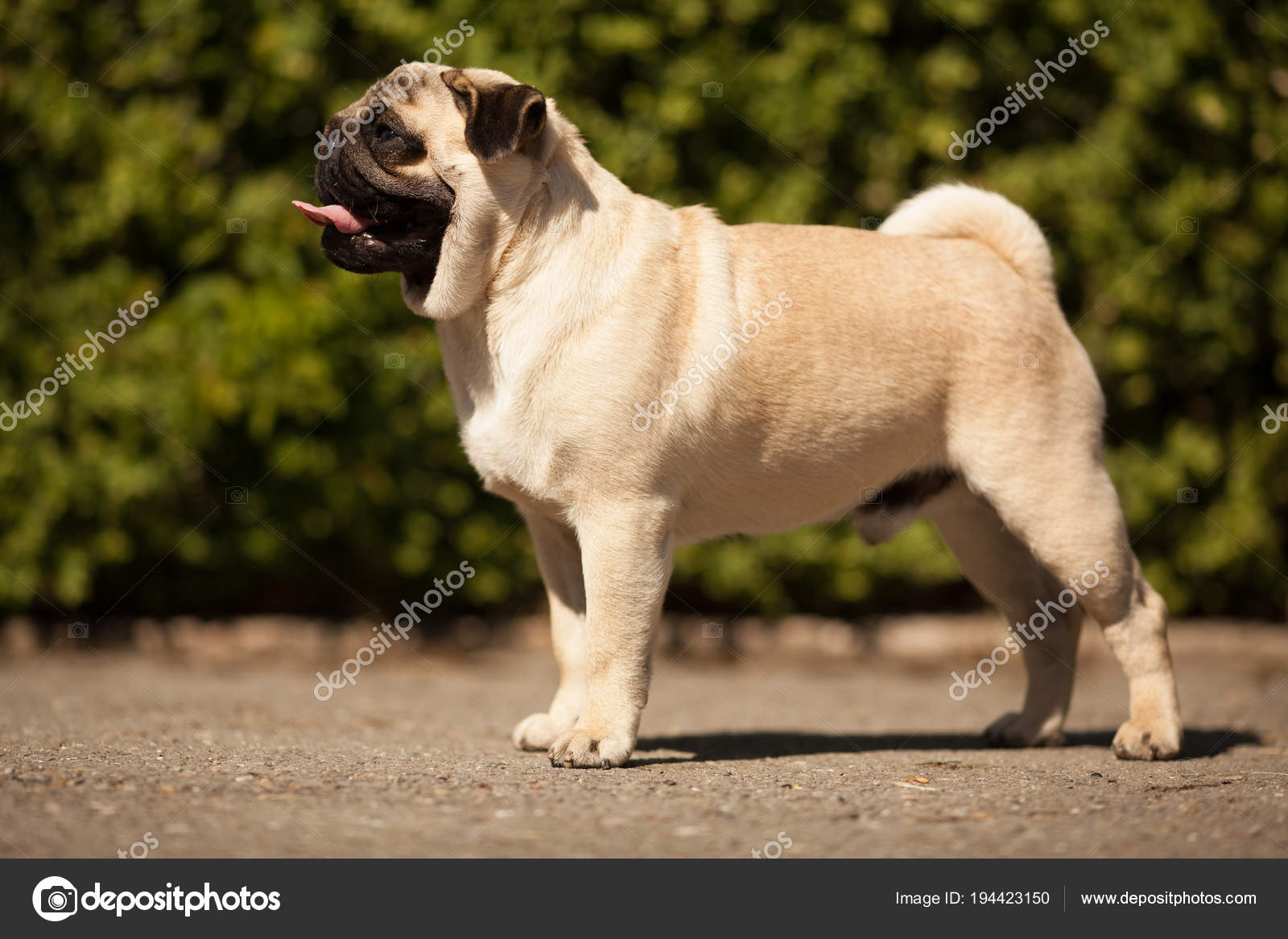 Dog breed pug stands for dog show — Stock Photo © Domskazok #194423150