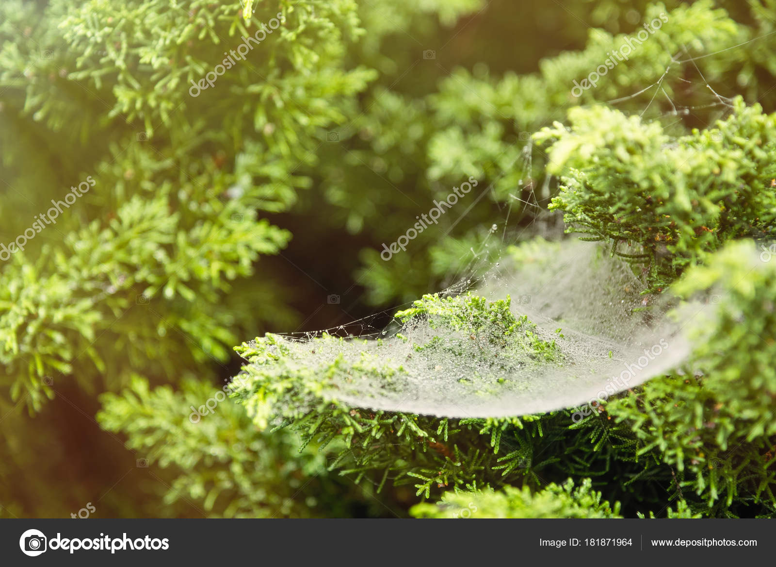 Cobweb Fresh Green Fern Leafs Nature Background Thailand — Stock Photo ...