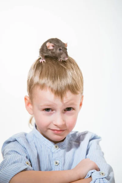 Fotos de Ratas de los niños, Imagens de Ratas de los niños sem ...
