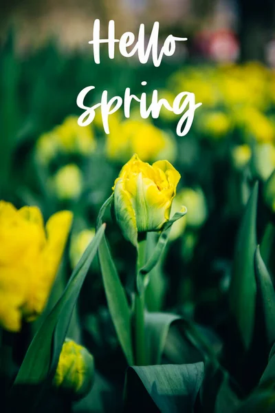 Happy friday spring Stock Photos, Royalty Free Happy friday spring ...