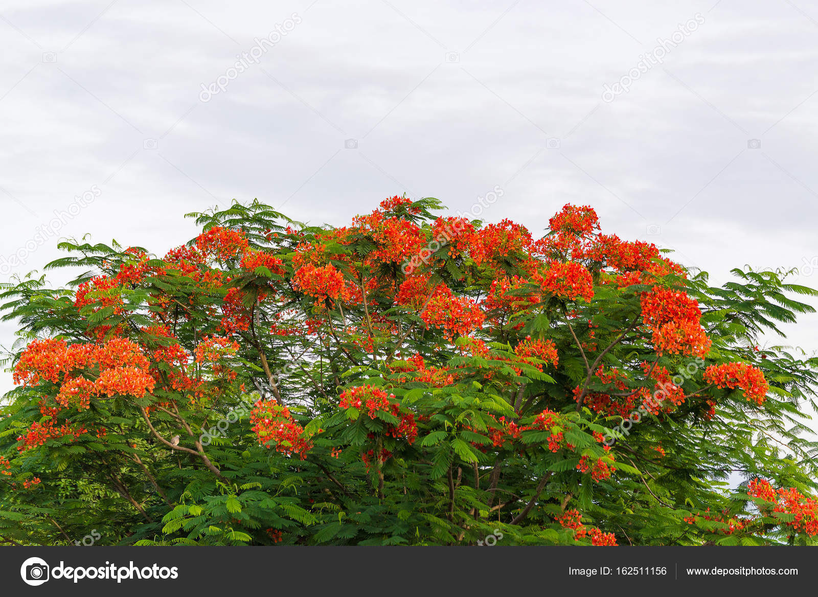 Caesalpinia pulcherrima Flame Tree flower. Stock Photo by ©pookpiik ...