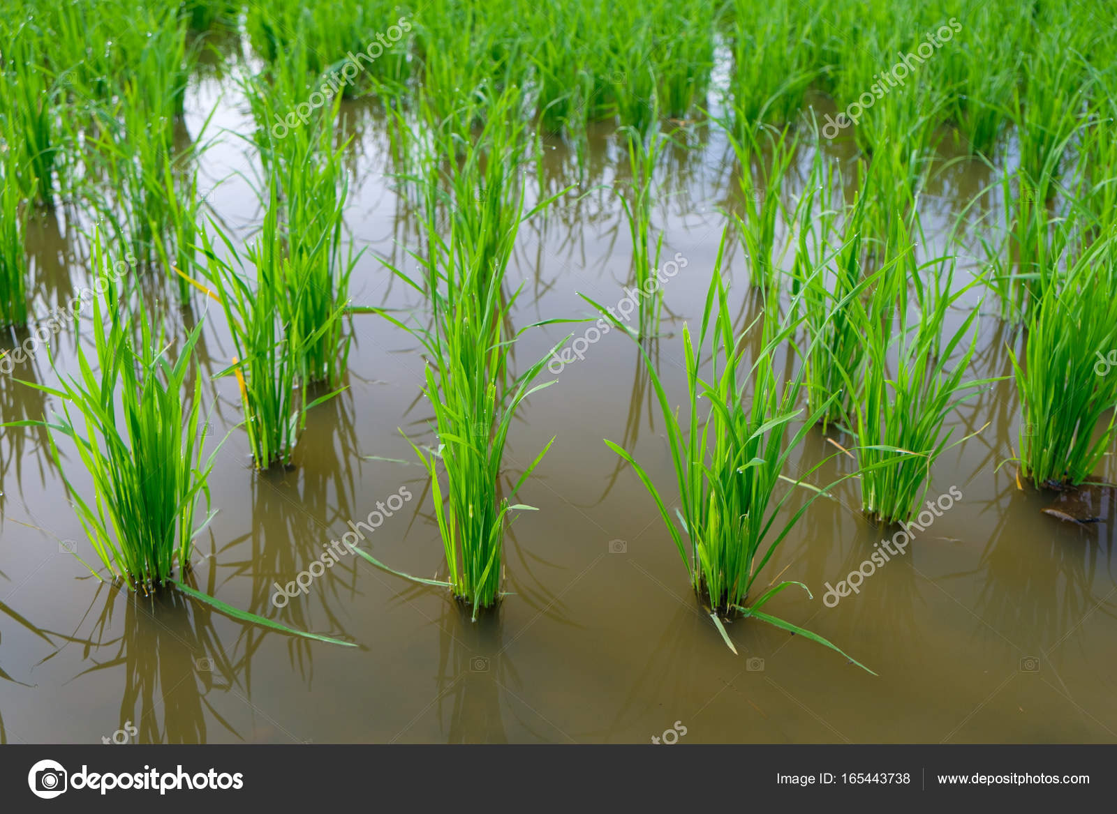 Rice Sprout in Rice field.Rice seedlings green background — Stock Photo ...