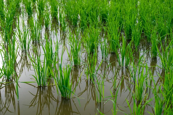 Aeroponics rice plantation technic — Stock Photo © Surabky #10046368