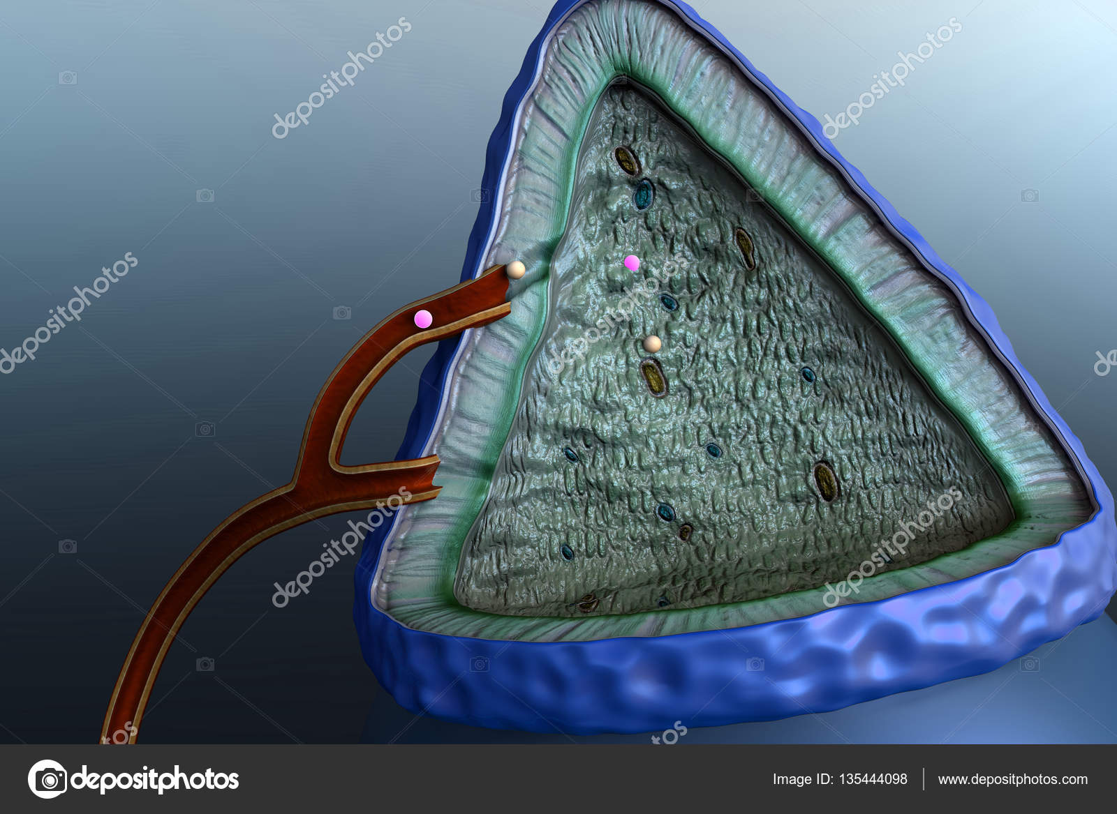 Human adrenal gland Stock Photo by ©Ugreen 135444098